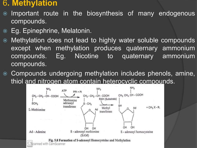 Drug metabolism Phase II reaction | PPTX | Chemistry | Science