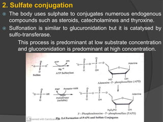 Drug metabolism Phase II reaction | PPTX