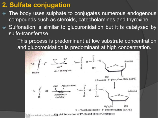 Drug metabolism Phase II reaction | PPTX | Chemistry | Science