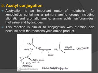 Drug metabolism Phase II reaction | PPTX