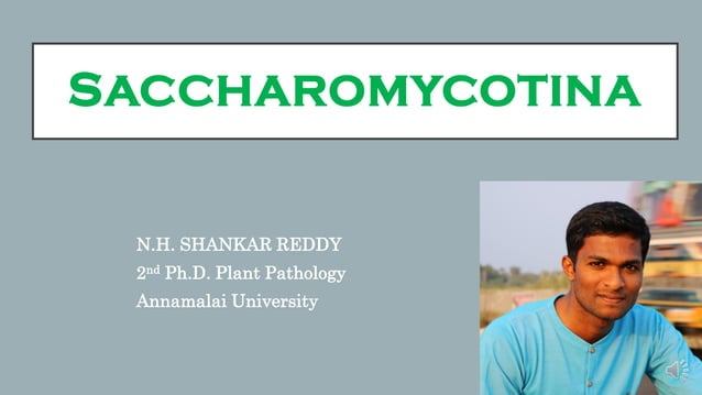 Saccharomycotina | PPT