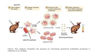 Electron microscopy and production of antisera | PDF