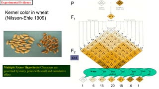 14. components of genetic variation | PPTX