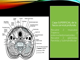 14. absceso de cuello | PPT