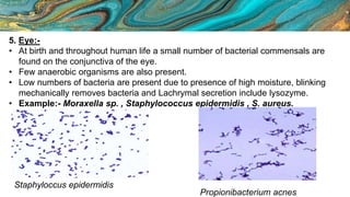 Microflora in human body | PPT