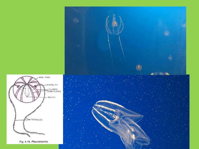 Ctenophora | PPTX | Biological Sciences | Science