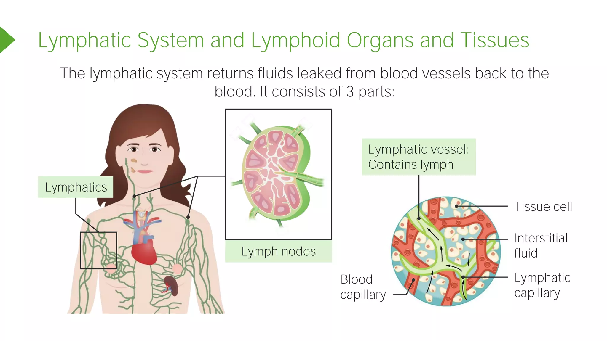 14.0 The Lymphatic System.pdf