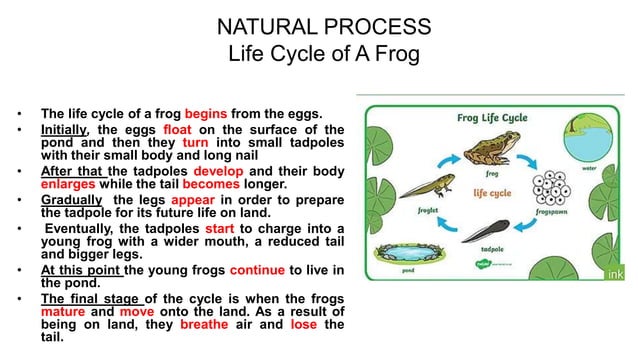 14. describing process.pptx