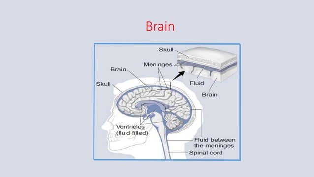 14. Brain Tumour.pptx | Brain and Nervous System Disorders | Diseases and Conditions