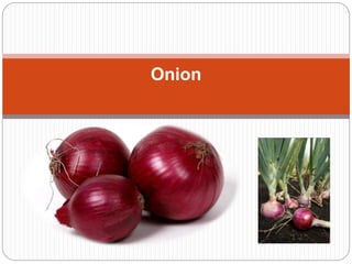 14.Onion.pptx