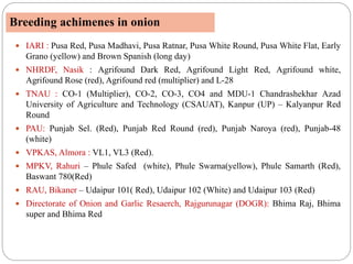 14.Onion.pptx