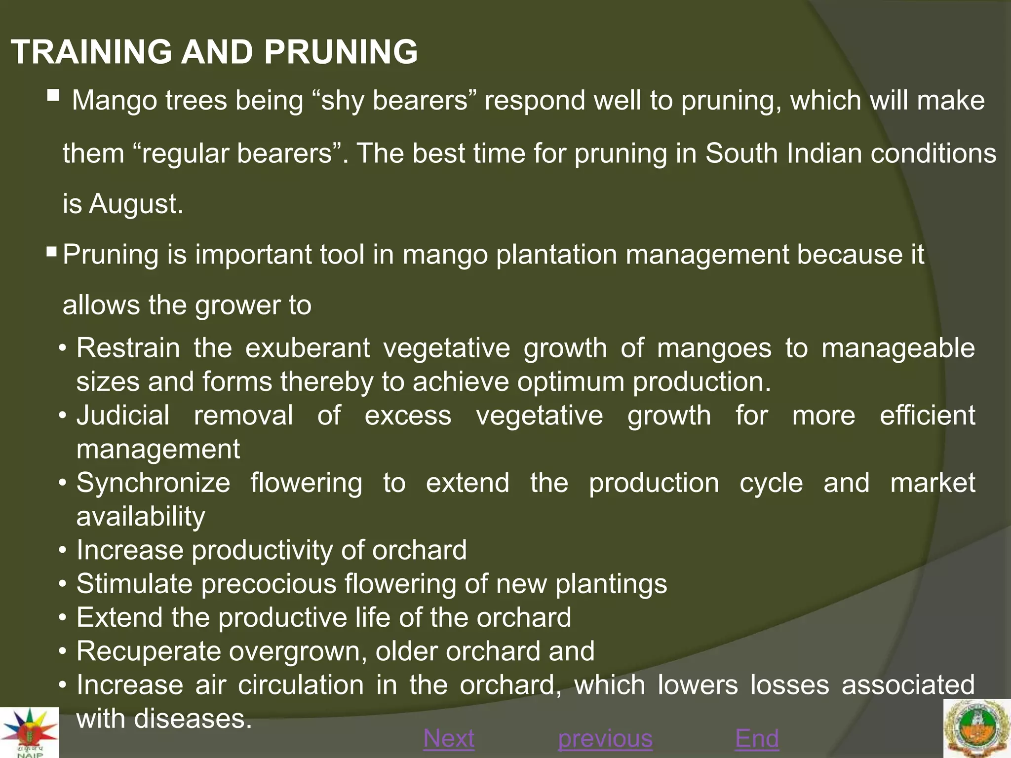 14. High density planting and canopy managment in mango_0.ppt