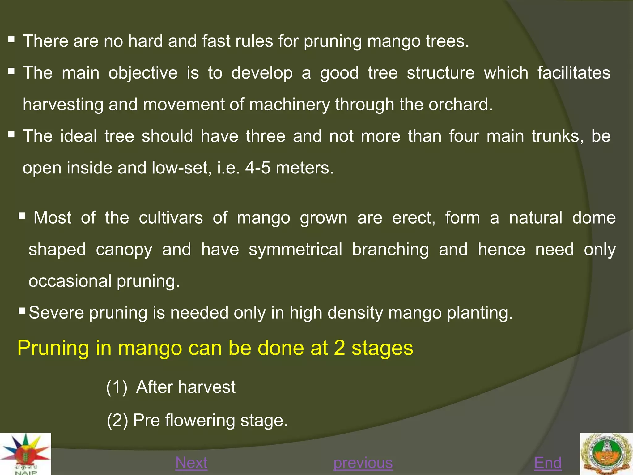14. High density planting and canopy managment in mango_0.ppt