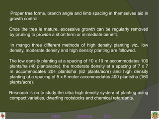 14. High density planting and canopy managment in mango_0.ppt
