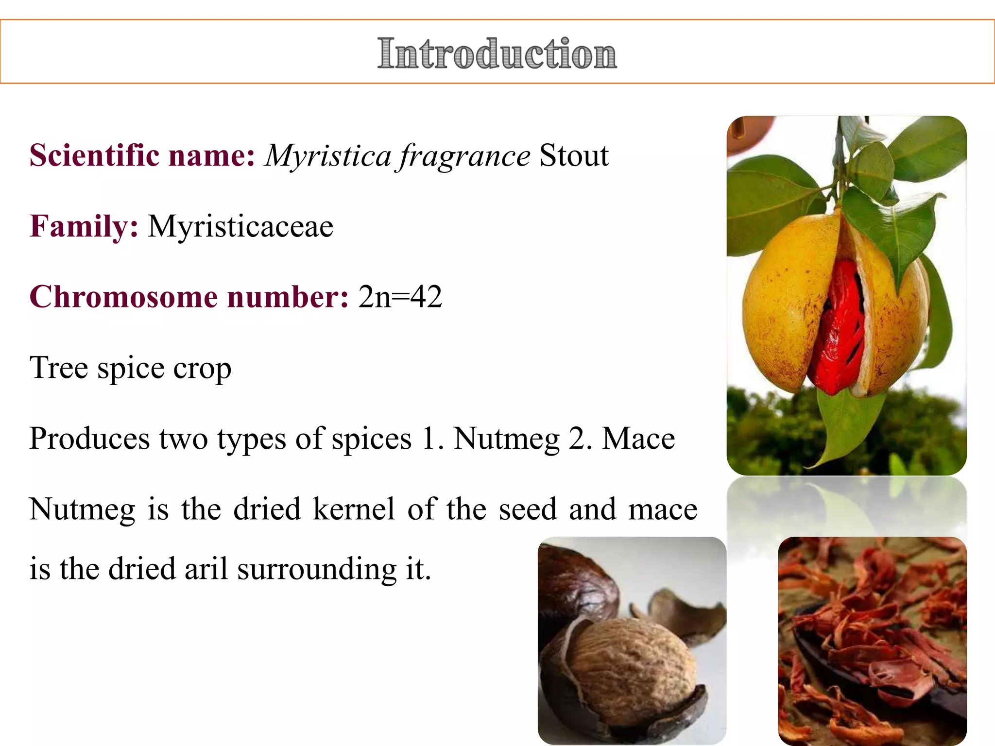 NUTMEG BREEDING.pptx