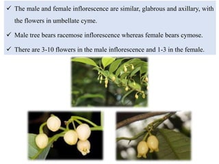 NUTMEG BREEDING.pptx