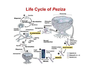 Peziza Apothecium Labeled