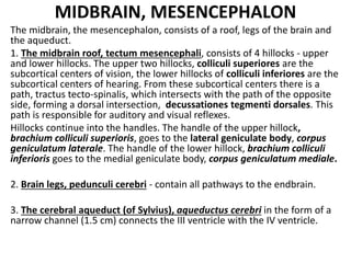 14. Less Dienceph,mesenceph.pptx