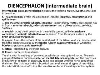 14. Less Dienceph,mesenceph.pptx