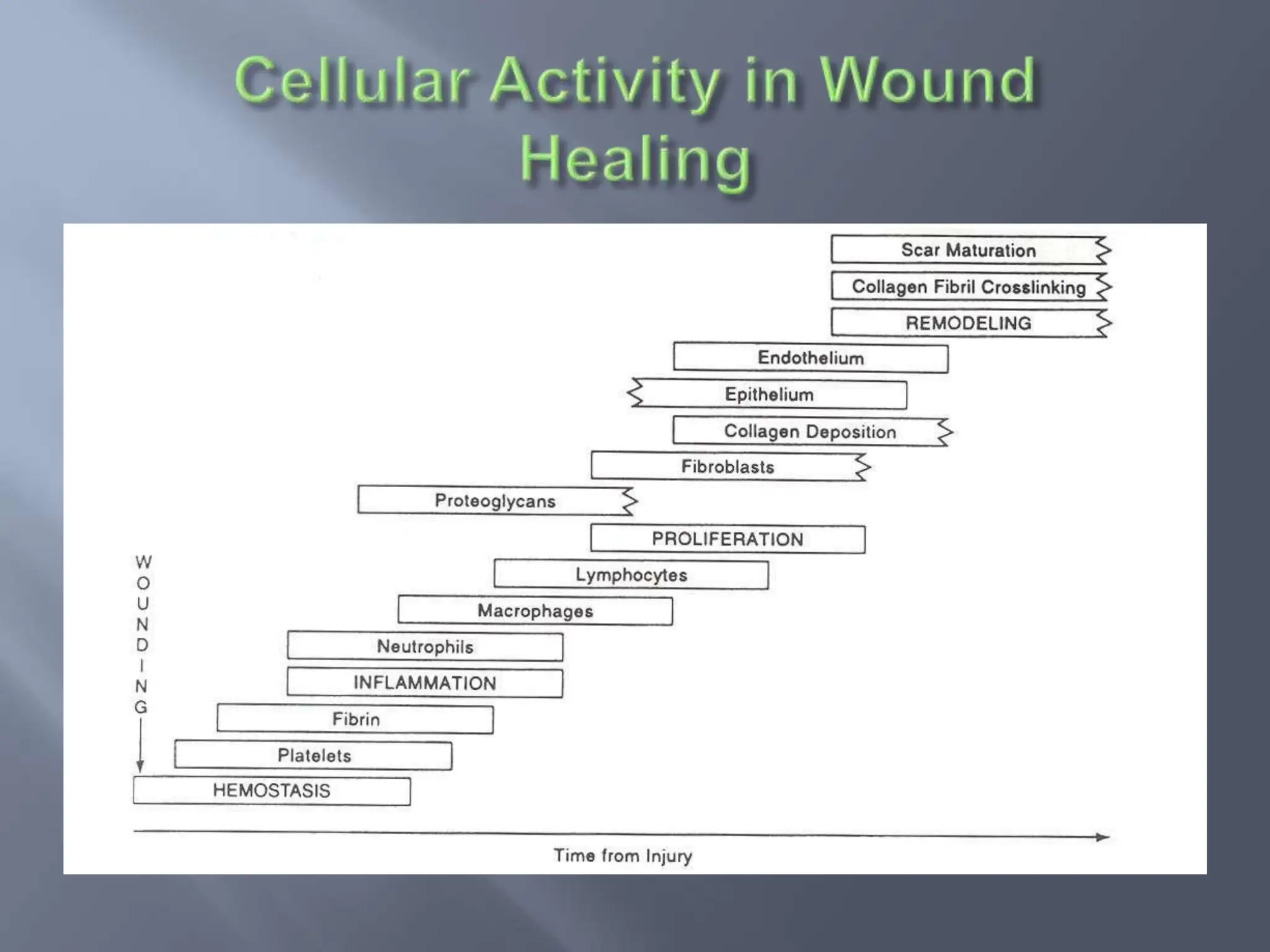 Scar Revision in oral and Maxillofacial Surgery | PPTX