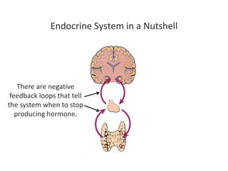 14. endocrine-system (1).pptx and management | PPT