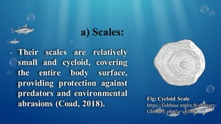 Cod Fish: Introduction and Importance... | PDF | Fish and Aquariums | Pets