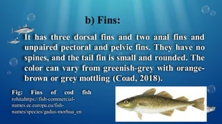 Cod Fish: Introduction and Importance... | PDF | Fish and Aquariums | Pets