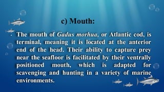 Cod Fish: Introduction and Importance... | PDF | Fish and Aquariums | Pets