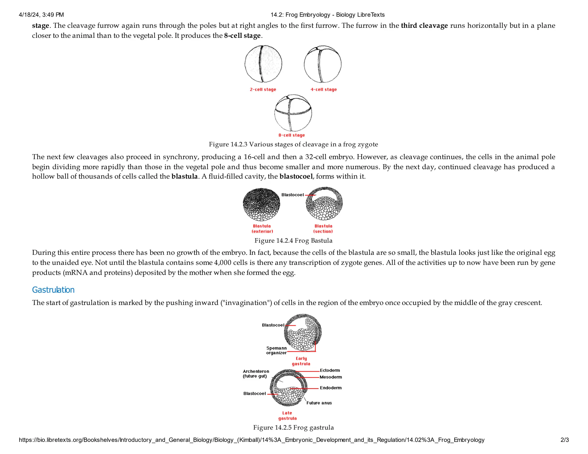 14.2_ Frog Embryology - Biology LibreTexts.pdf