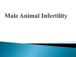 Causes of male infertility in cattle bull-.pptx
