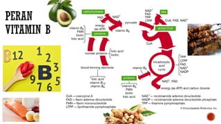 14. VITAMIN HORMON DALAM KEHIDUPAN SEHARI-HARI SERTA PERAN HOR.pdf