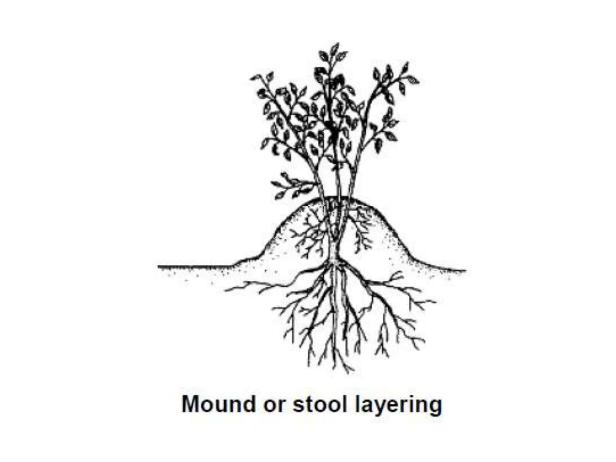 Plant propagation: Sexual and Asexual propapagation.pptx | Gardening ...