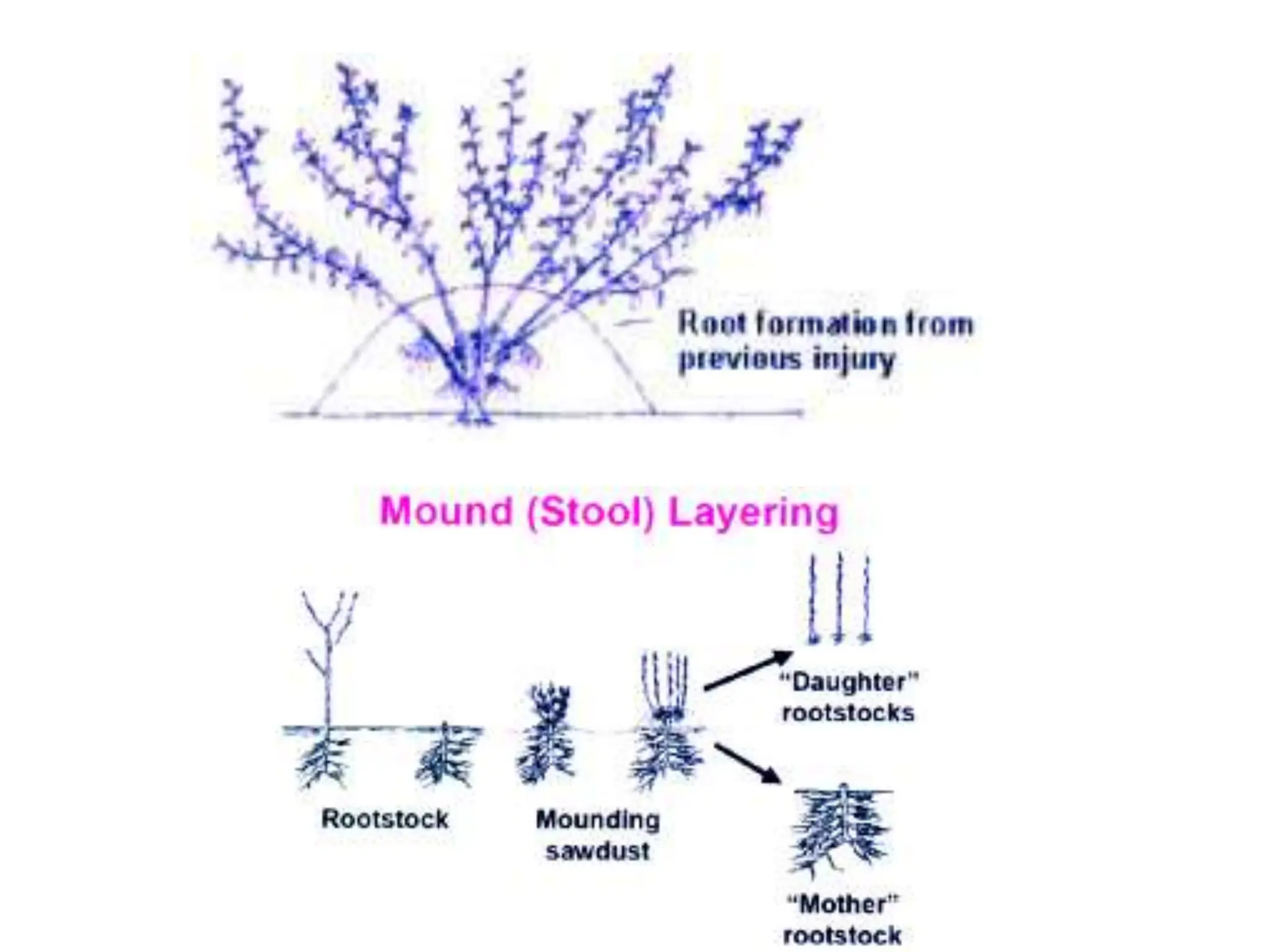 Plant propagation: Sexual and Asexual propapagation.pptx | Gardening ...