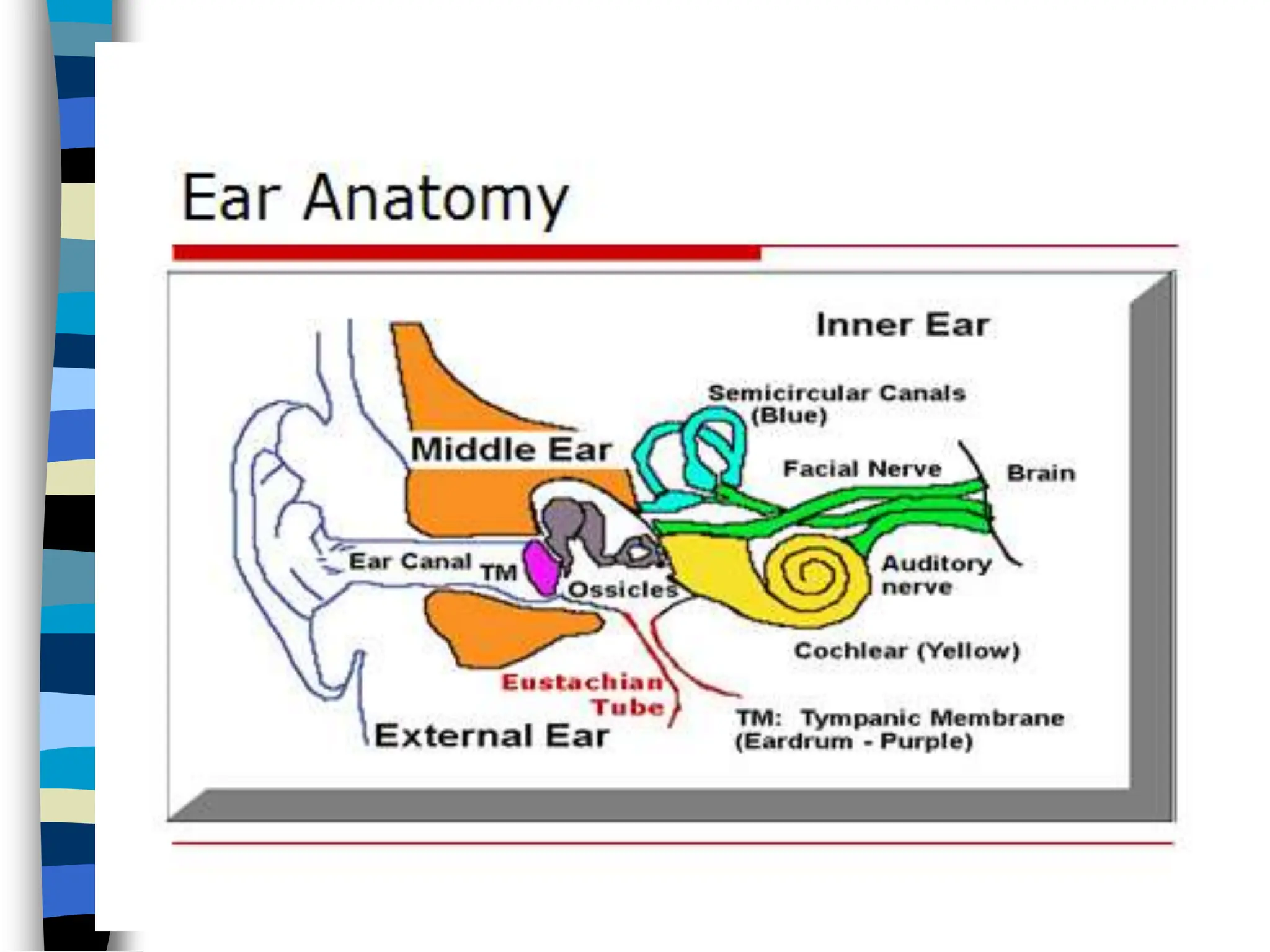 14. Otitis Media in paediatrics and childhealth ppt | PPT