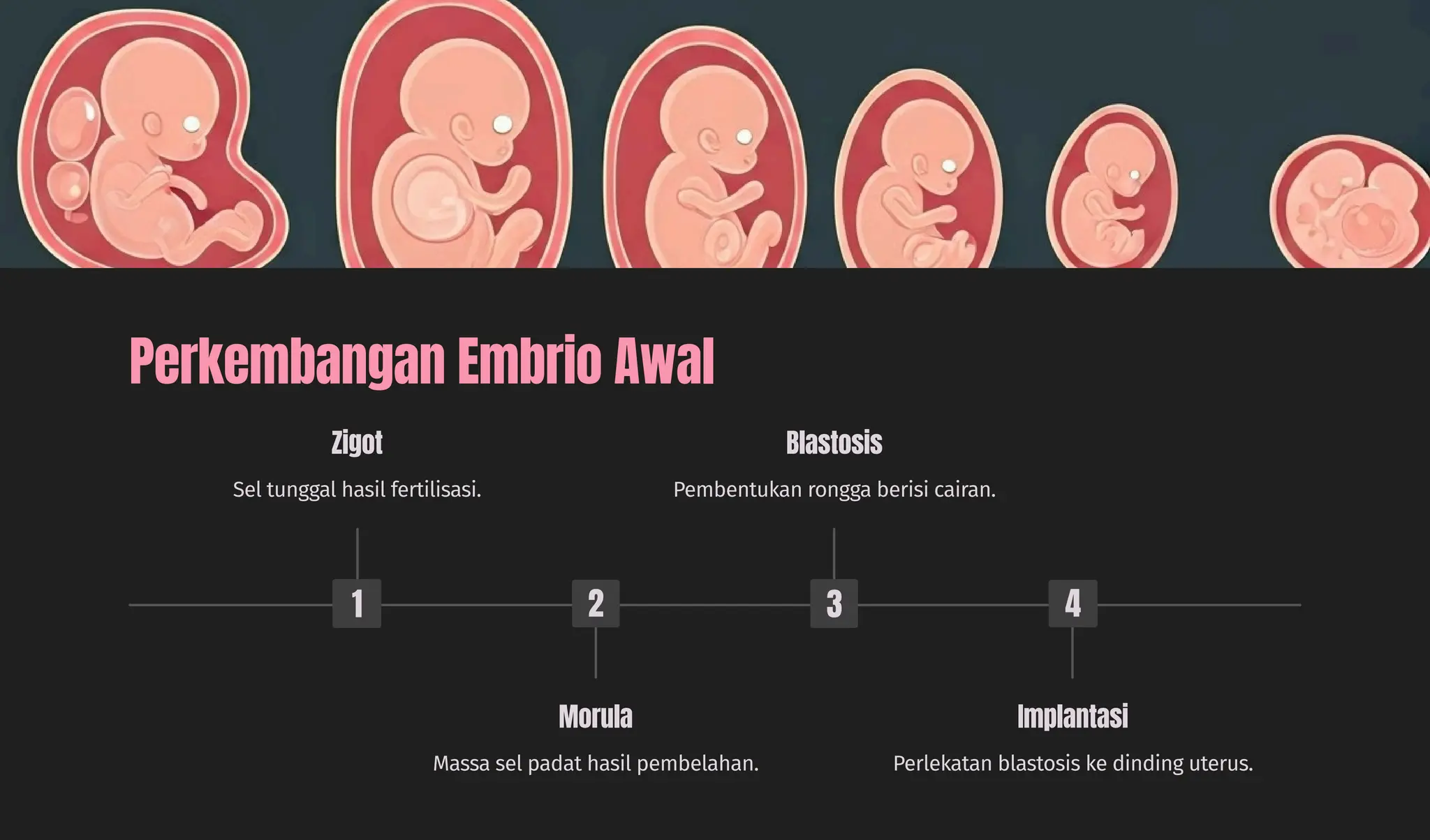 14. BIomedik dasar Sistem-Reproduksi-Manusia | PDF