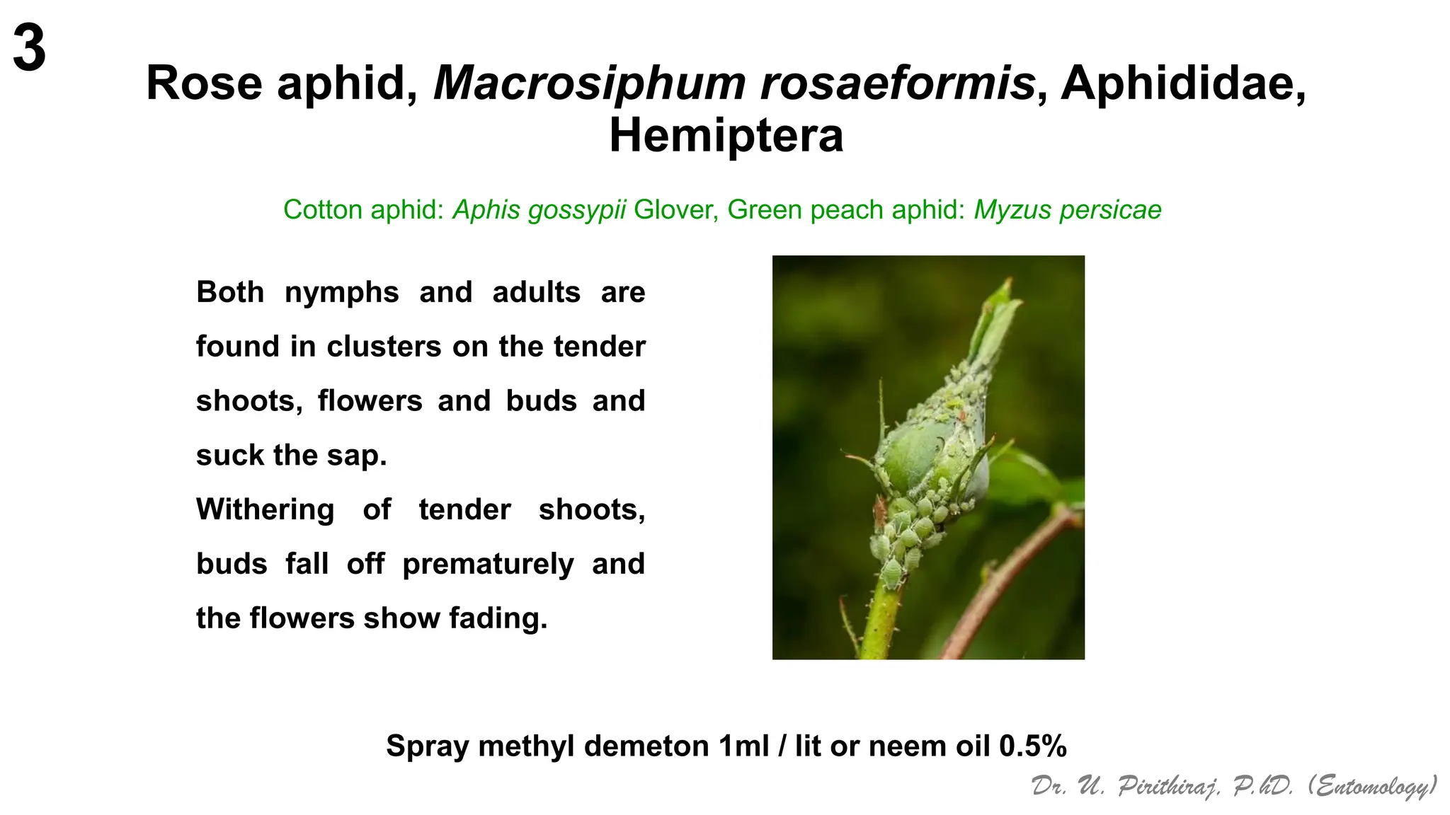 Pests of Rose_Identification_IPM_Dr.UPR.pdf