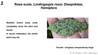 Pests of Rose_Identification_IPM_Dr.UPR.pdf