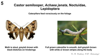 Pests of Rose_Identification_IPM_Dr.UPR.pdf