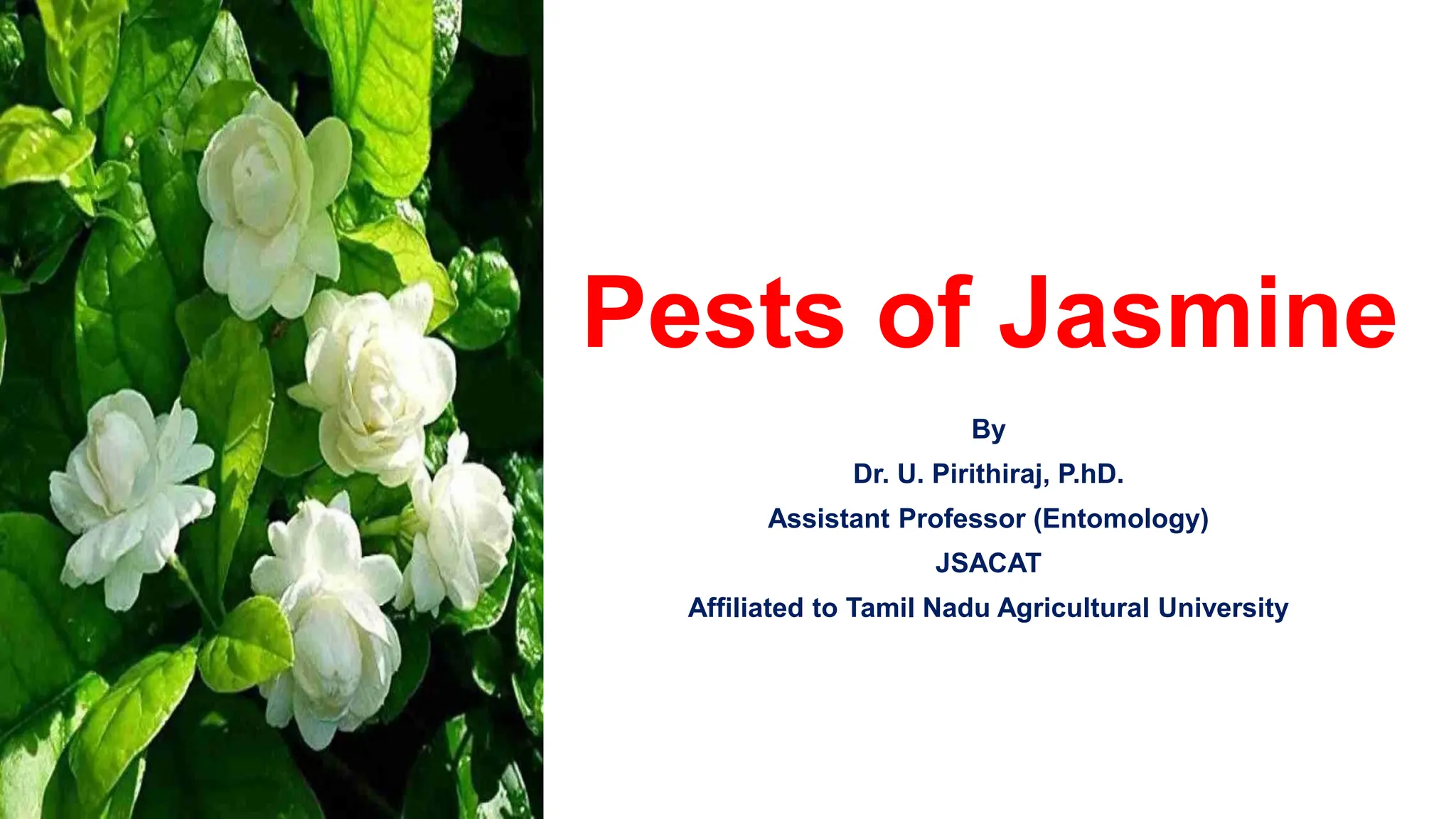 Pests of Jasmine_Identification_Dr.UPR.pdf