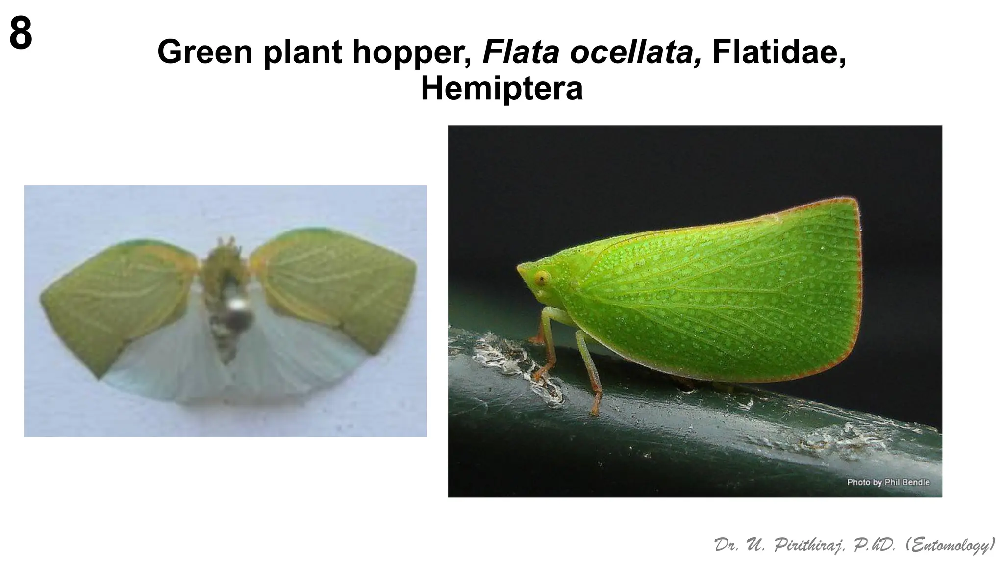 Pests of Jasmine_Identification_Dr.UPR.pdf