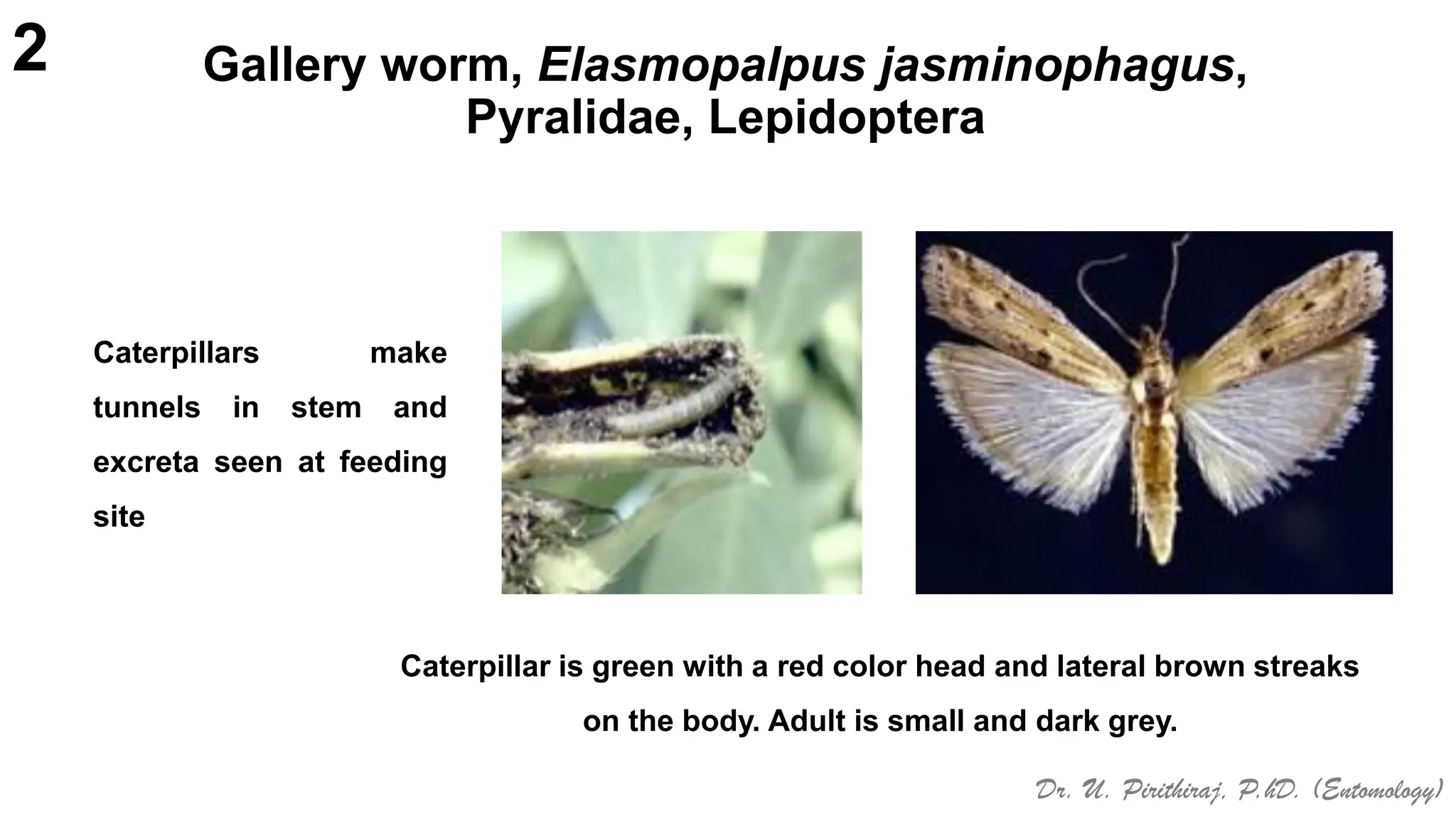Pests of Jasmine_Identification_Dr.UPR.pdf