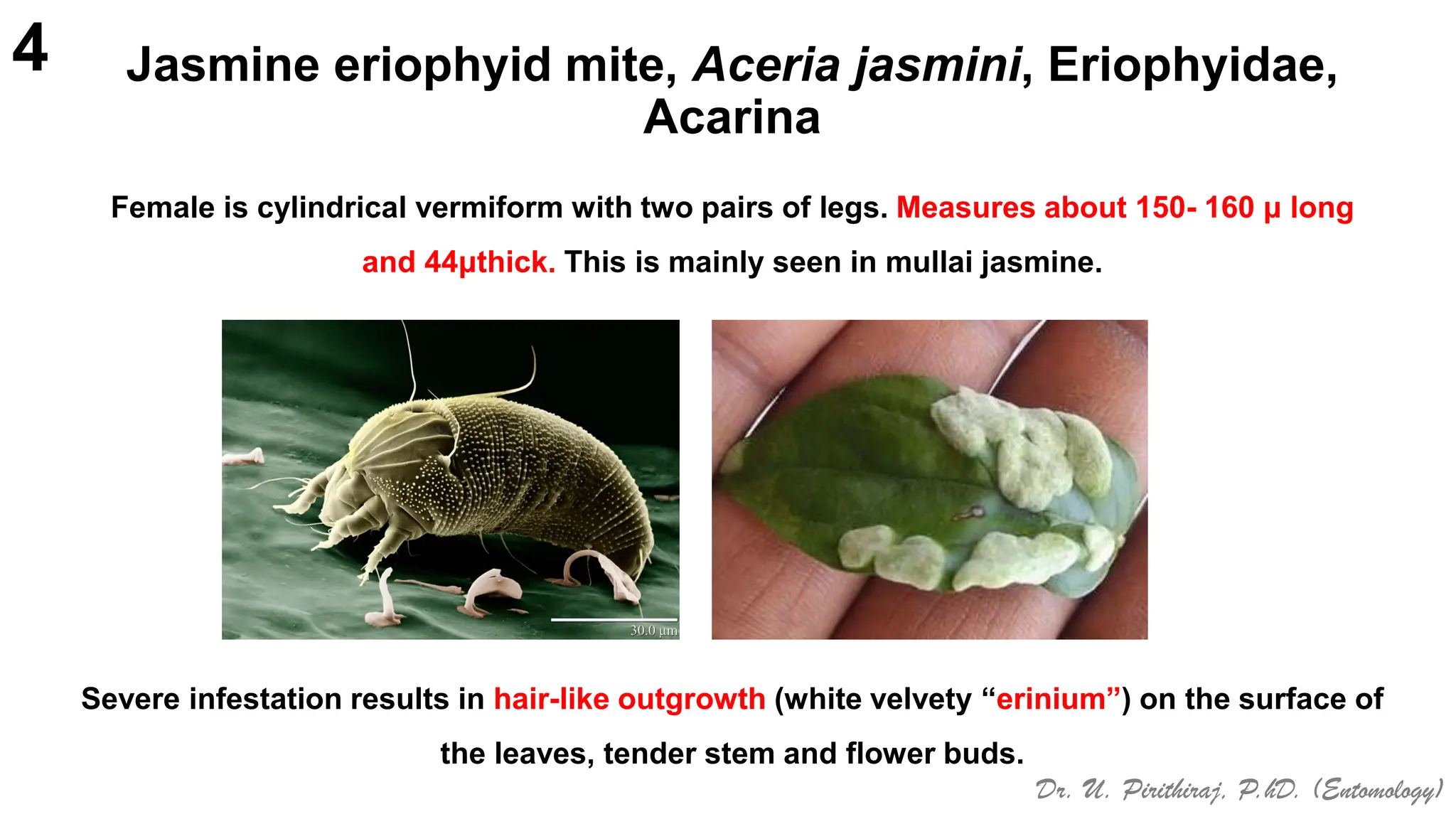 Pests of Jasmine_Identification_Dr.UPR.pdf