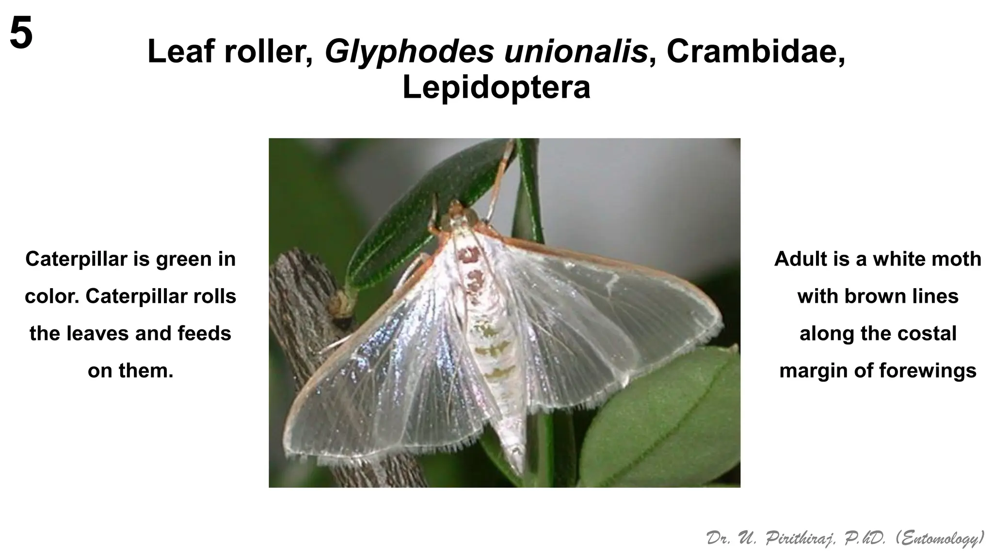 Pests of Jasmine_Identification_Dr.UPR.pdf