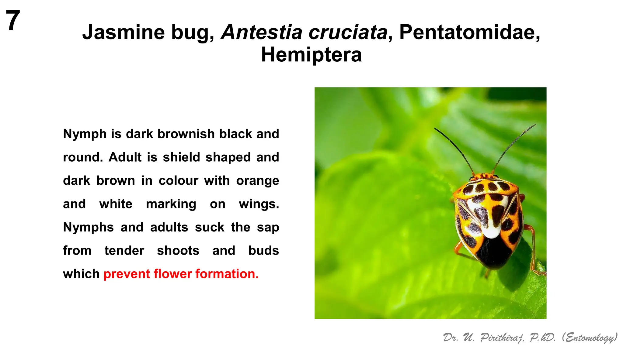 Pests of Jasmine_Identification_Dr.UPR.pdf
