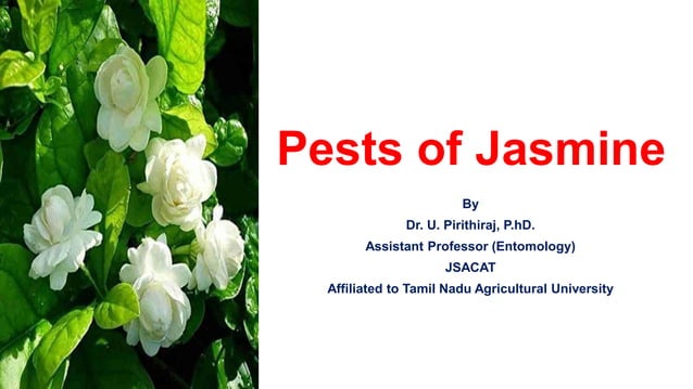 Pests of Jasmine_Identification_Dr.UPR.pdf