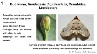 Pests of Jasmine_Identification_Dr.UPR.pdf