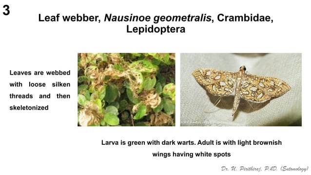 Pests of Jasmine_Identification_Dr.UPR.pdf