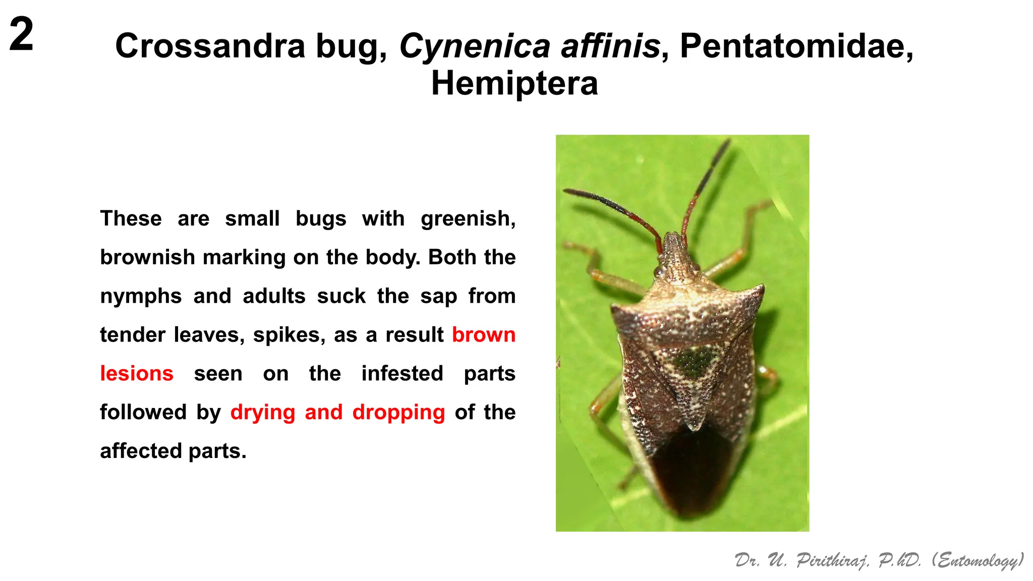 Pests of Crossandra_Identification_Dr.UPR.pdf