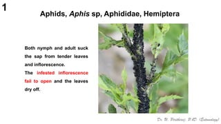 Pests of Crossandra_Identification_Dr.UPR.pdf