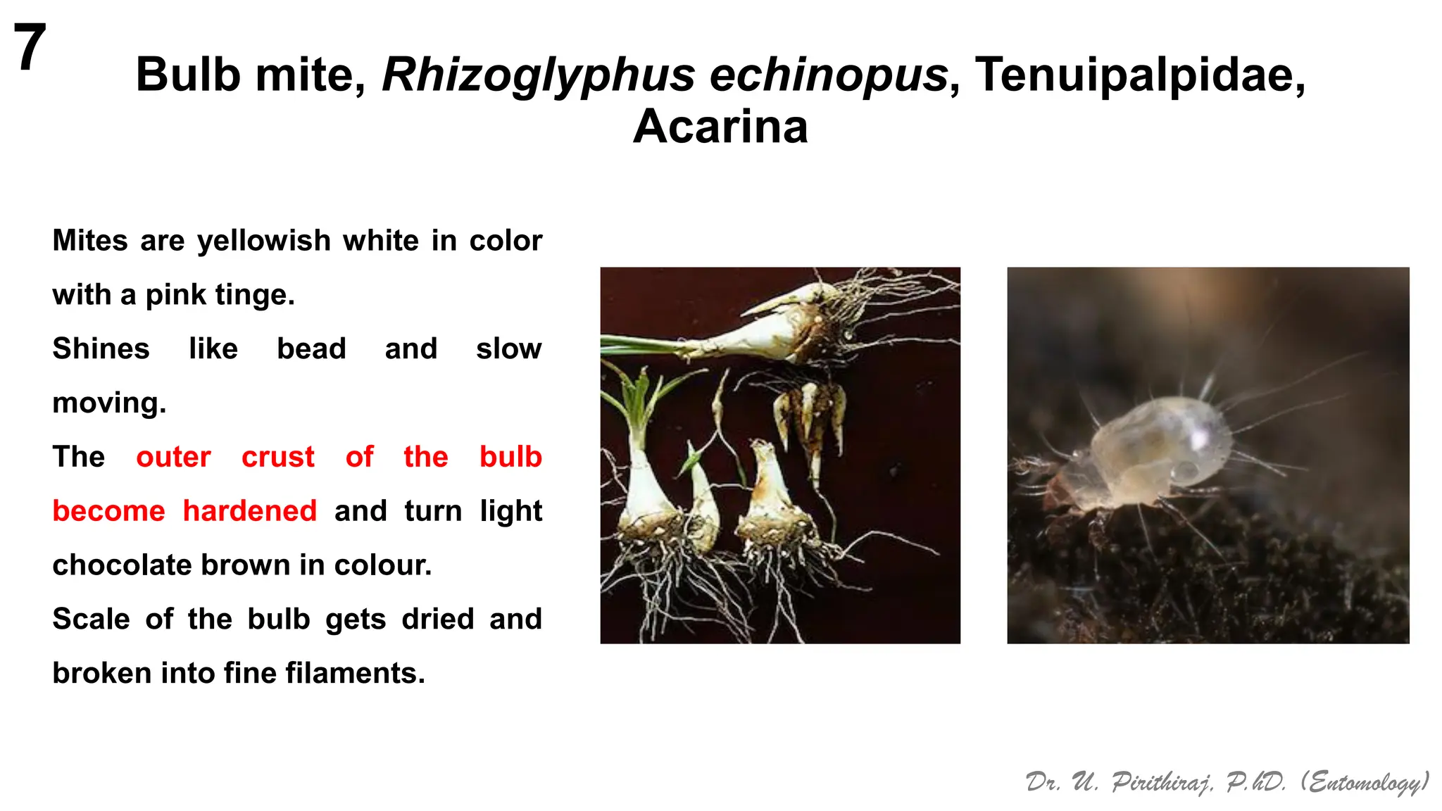 Pests of Tuberose_Identification_Dr.UPR.pdf
